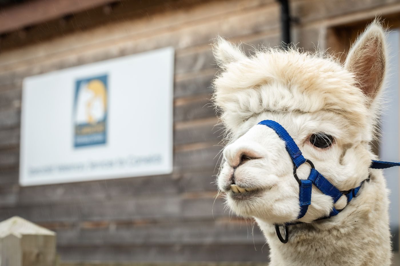 About Us - Camelid Veterinary Services