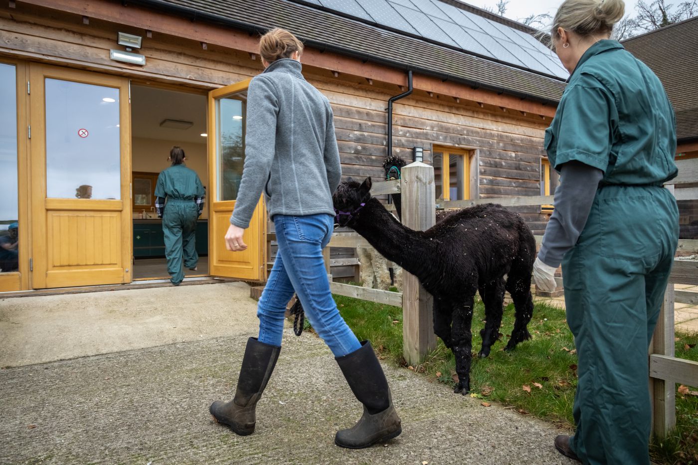 Camelid Handling Course – with Victoria Barrett - Camelid Veterinary ...