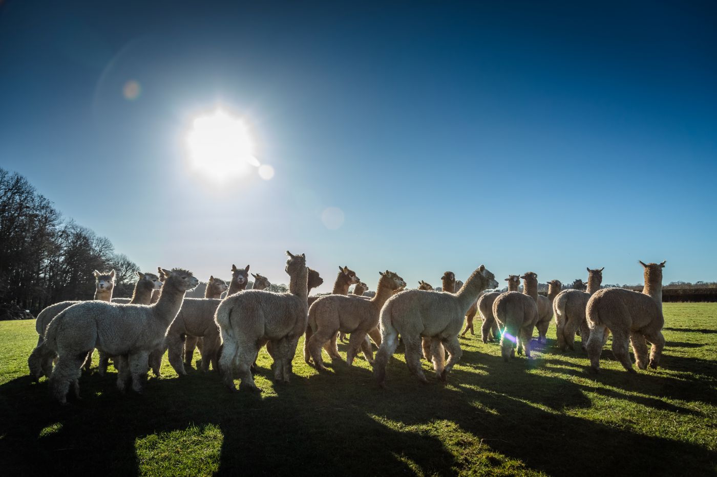 News - Camelid Veterinary Services