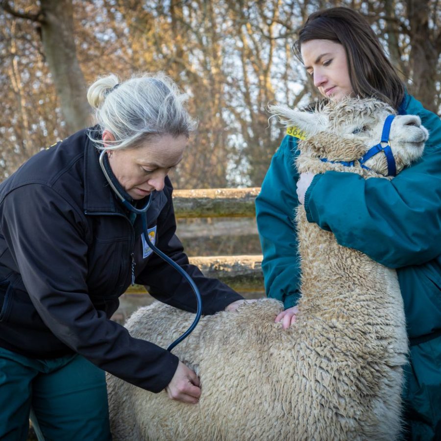 Courses Archive - Camelid Veterinary Services