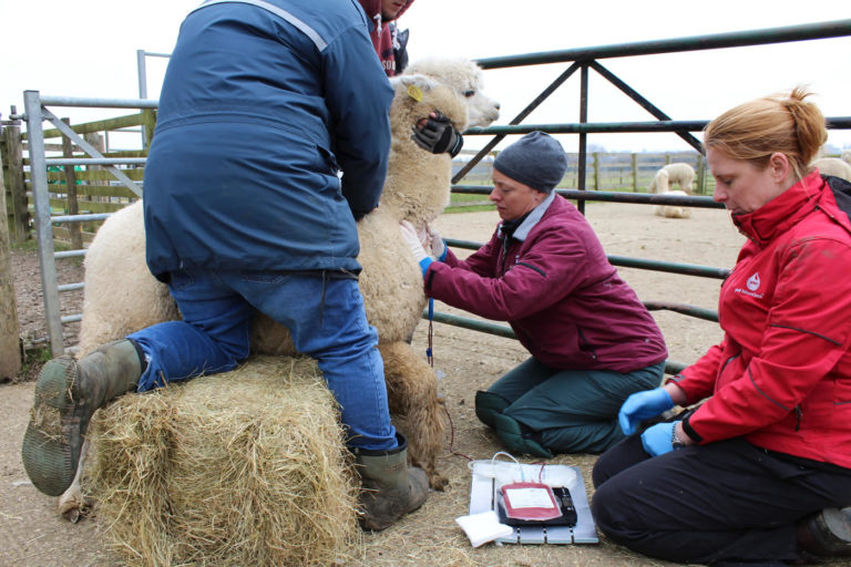 Blood Collection for Plasma - Camelid Veterinary Services