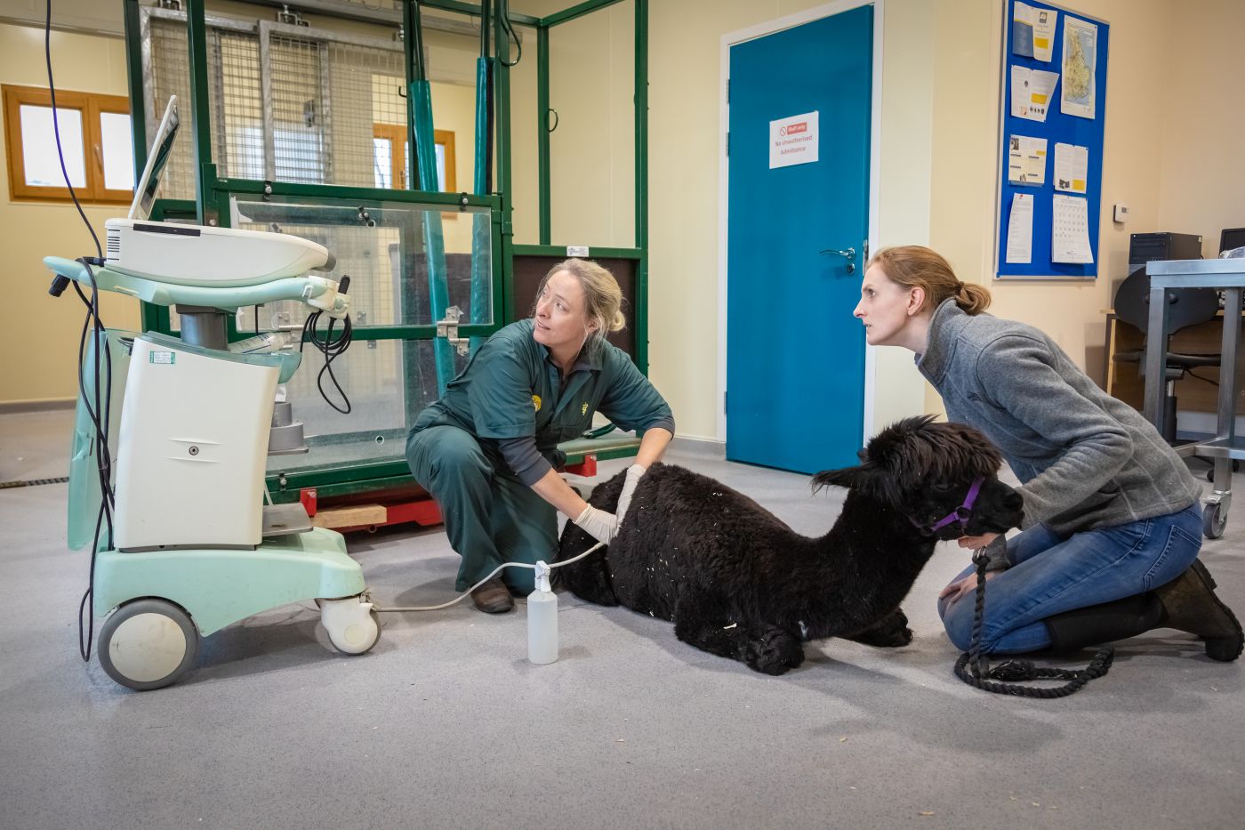 About Us - Camelid Veterinary Services