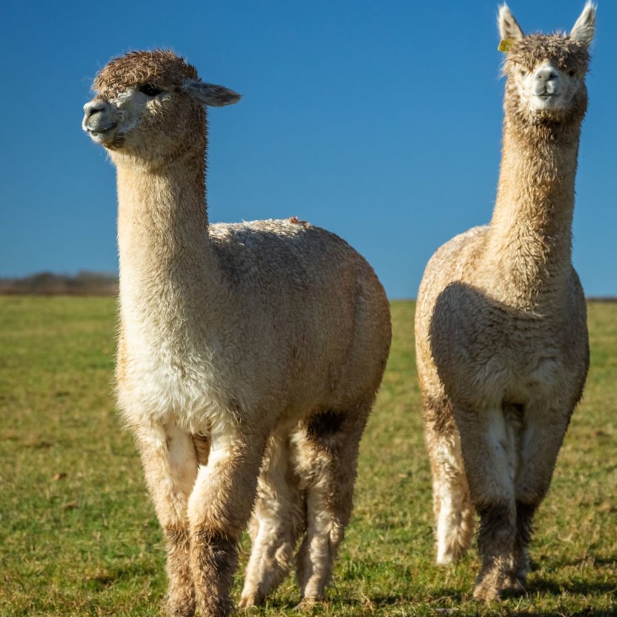 Placing Microchips in Camelids - Camelid Veterinary Services