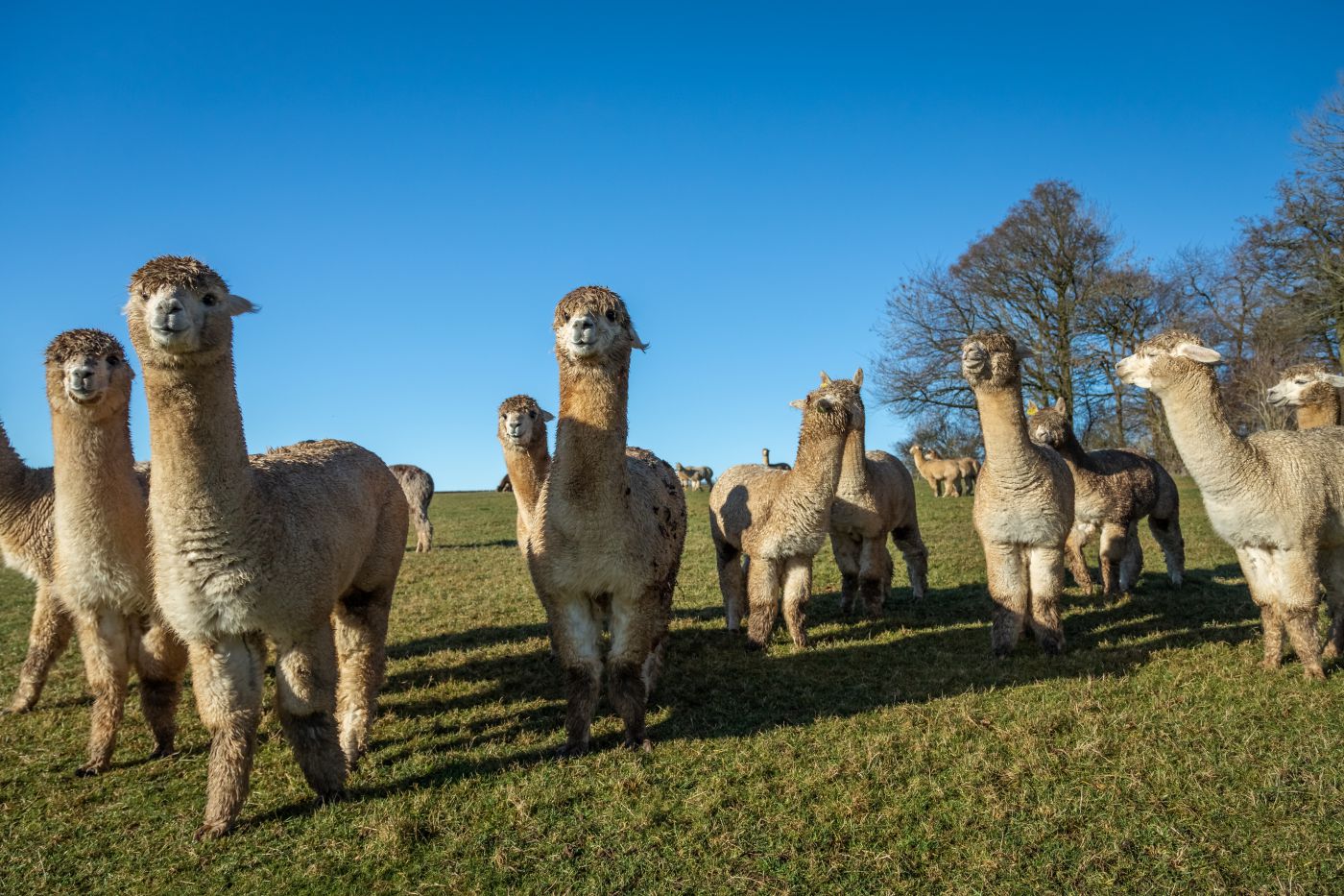 Contact - Camelid Veterinary Services