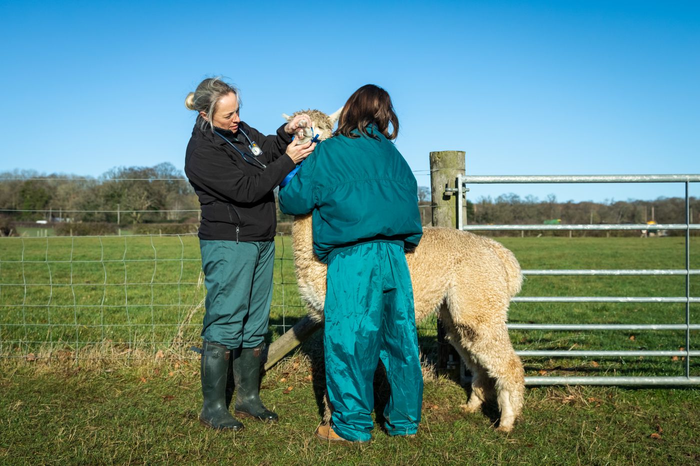 Alpaca Herd Health Planning - Camelid Veterinary Services