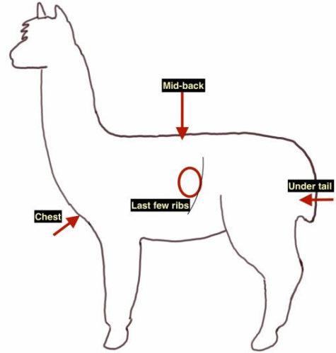 Body Condition Scoring Alpacas - Camelid Veterinary Services