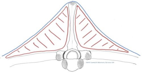 Body Condition Scoring Alpacas - Camelid Veterinary Services