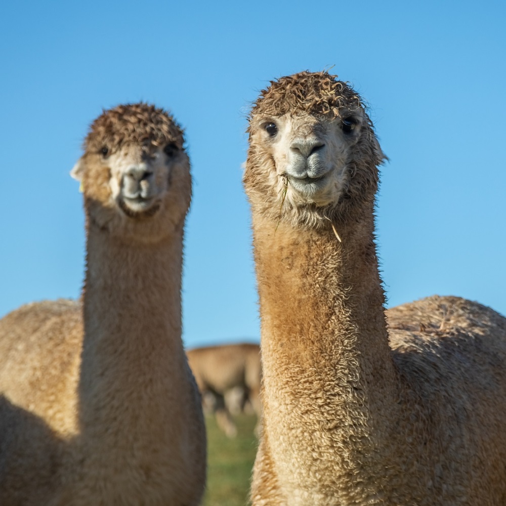 Welcome to our new website! - Camelid Veterinary Services