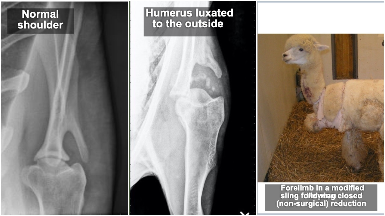 Sudden onset forelimb lameness in alpacas - Camelid Veterinary Services